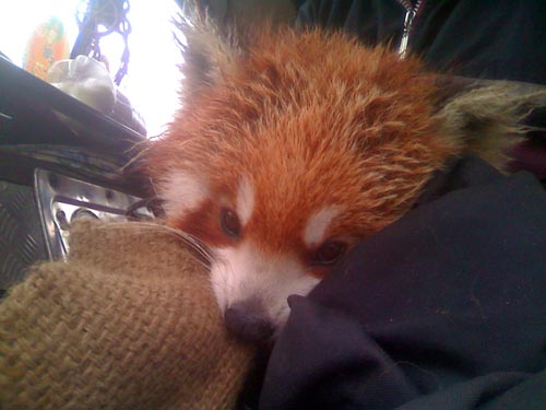 Soldiers Save a Red Panda from Near Death | WWF India