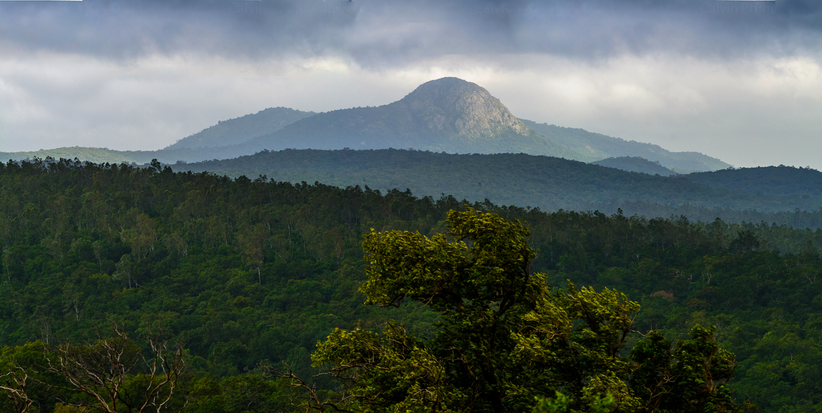 Sites in India and Nepal awarded for doubling tiger populations | WWF India