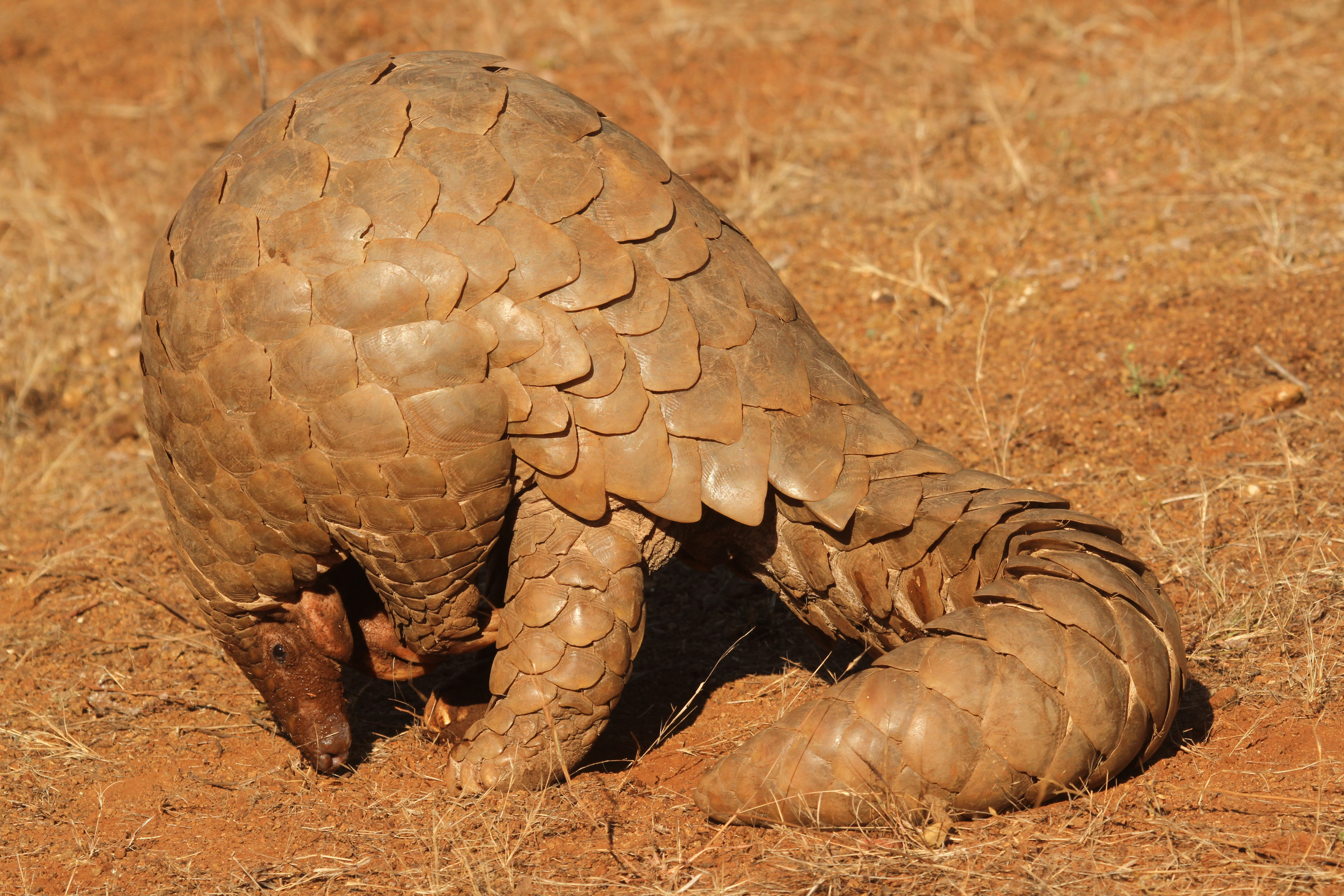 Scaly future for the Indian Pangolin | WWF India