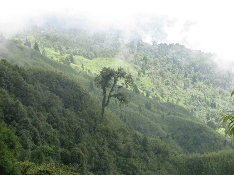 Surveying Senchal | WWF India