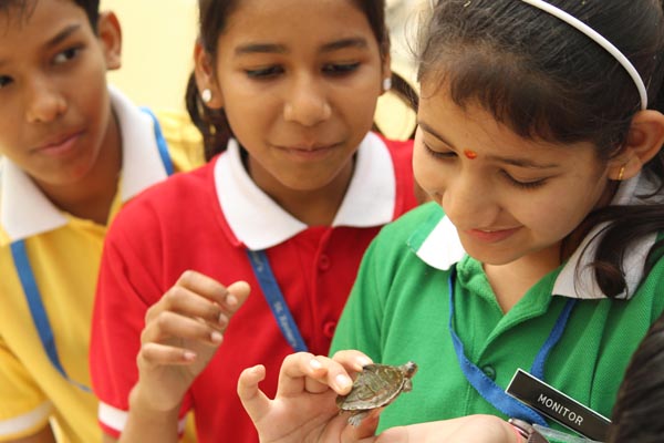 The Ramganga welcomes its first batch of rescued turtle hatchlings from ...