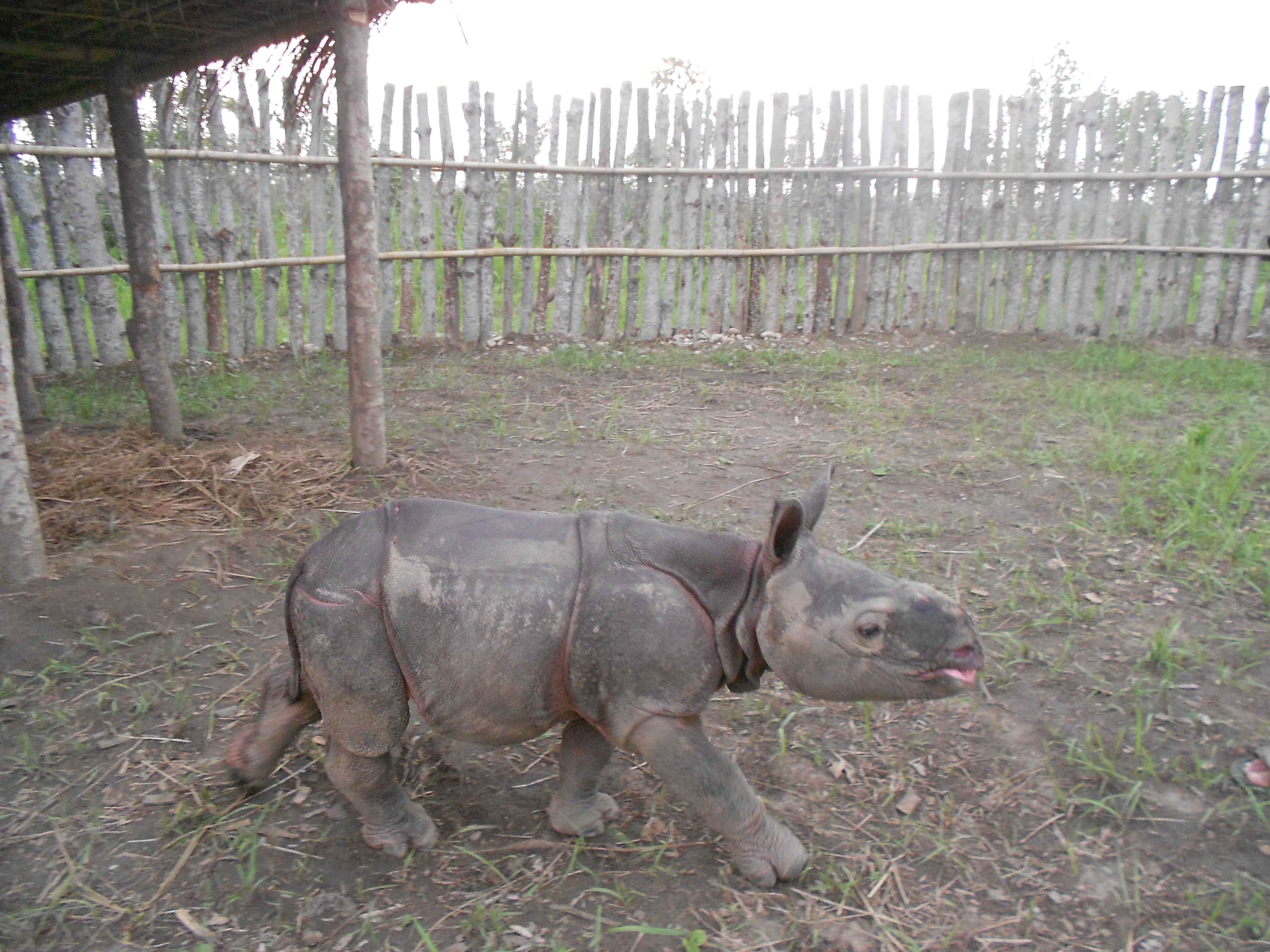 The orphaned rhino calf of Manas turns two months old in its new ...