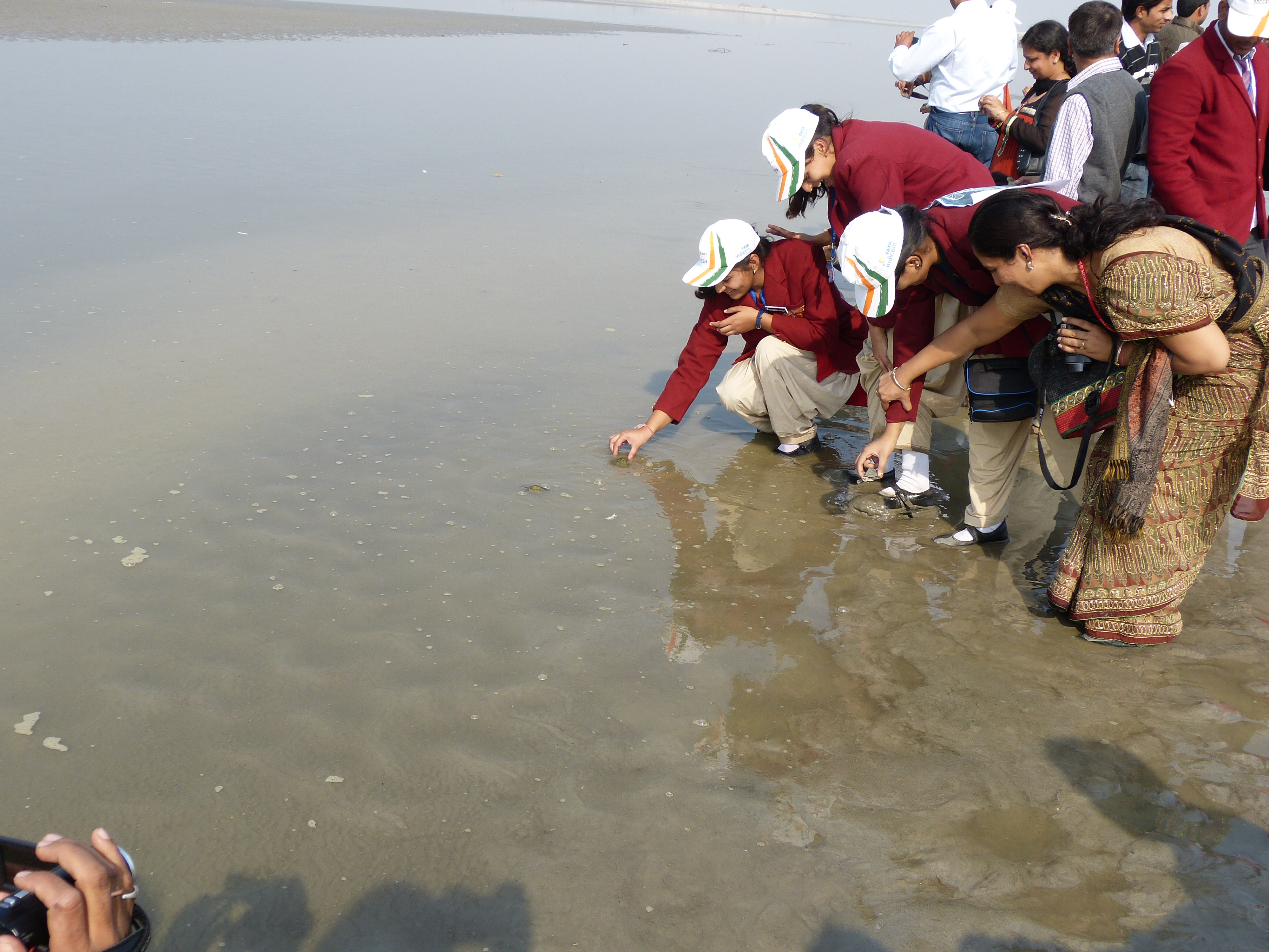 118 turtle hatchlings released into the Ganga | WWF India