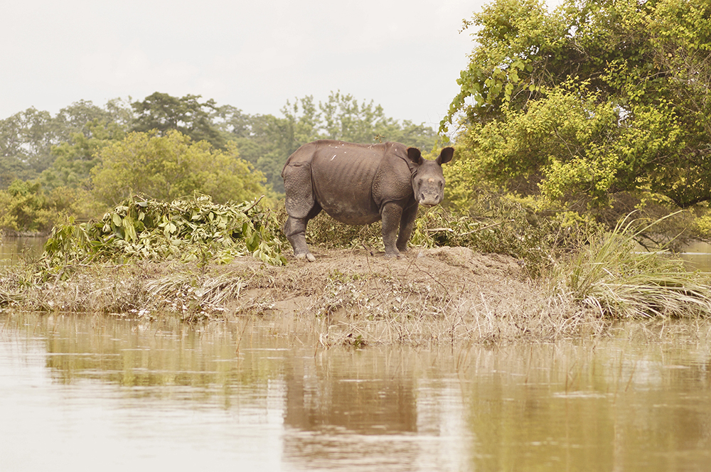 'Ramani’ – the rhino calf’s tale of survival in Burachapori Wildlife ...