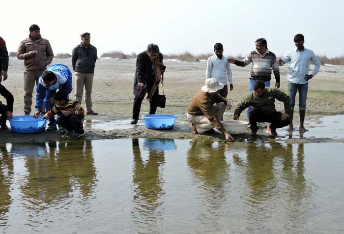 419 Turtle Hatchlings Reunite with Ganga at Hastinapur | WWF India