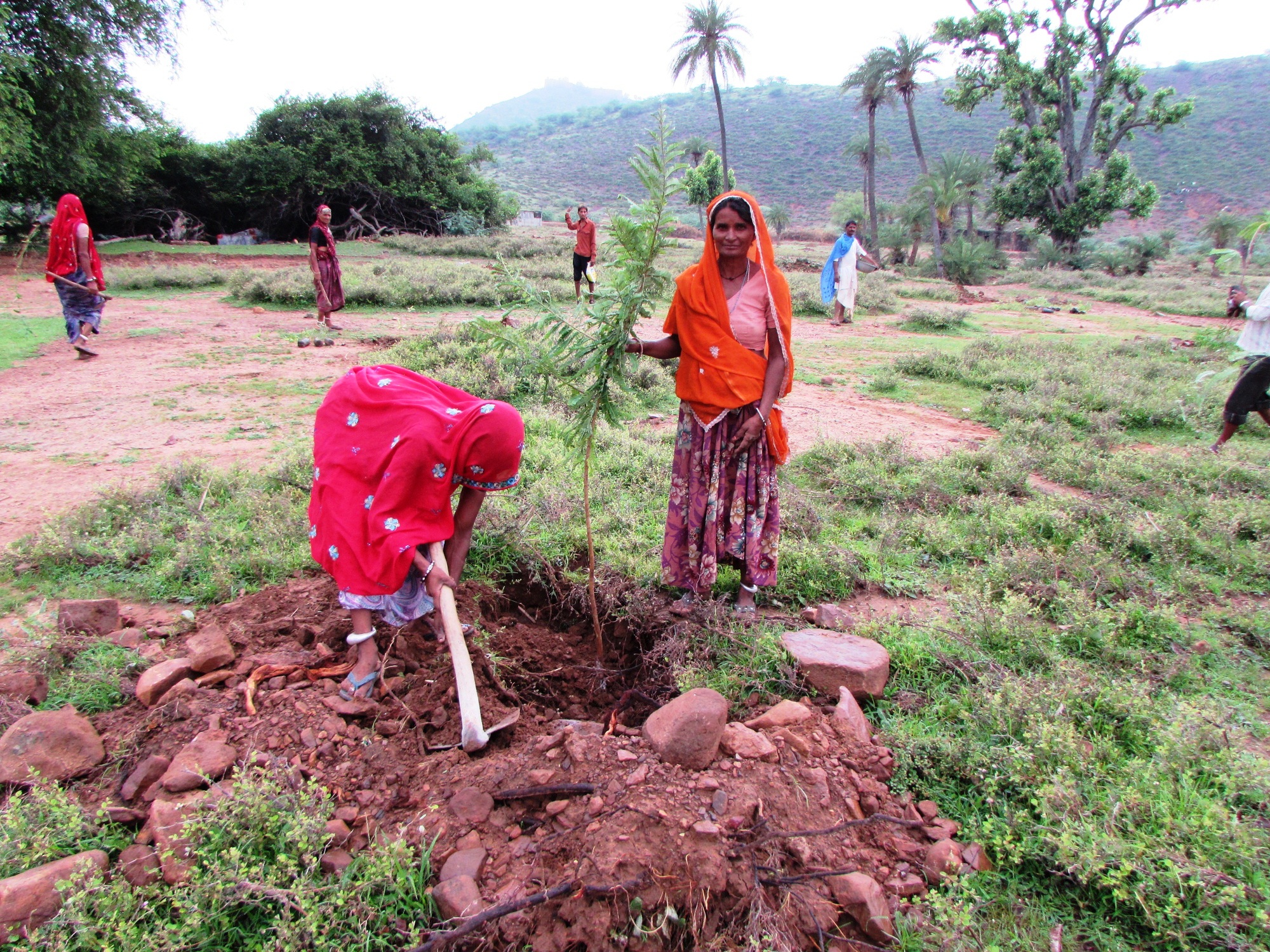 1000 native trees planted in Ranthambhore-Ramgarh corridor to restore ...